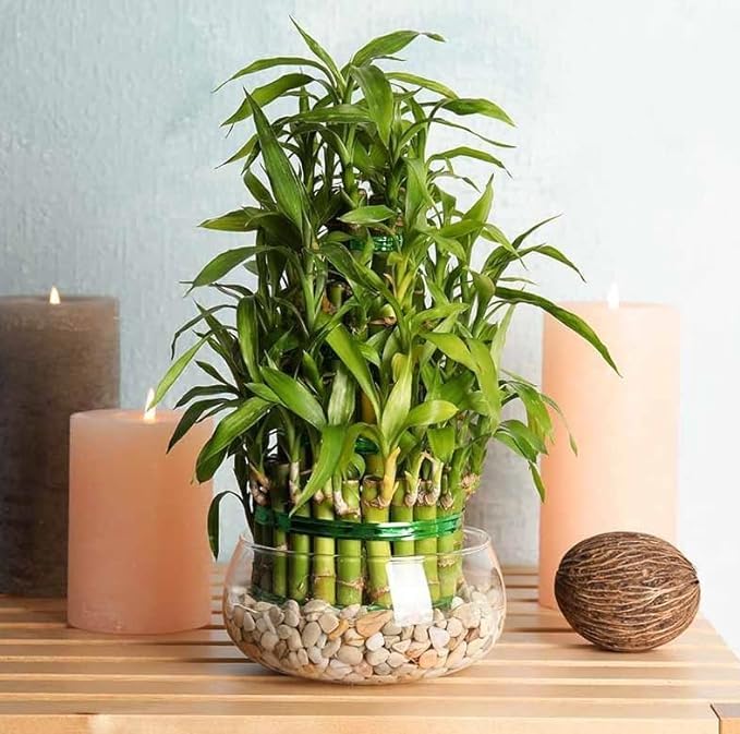 Nandini Garden 3 Layer Lucky Bamboo Plants For Home Decor Chinese Water ...