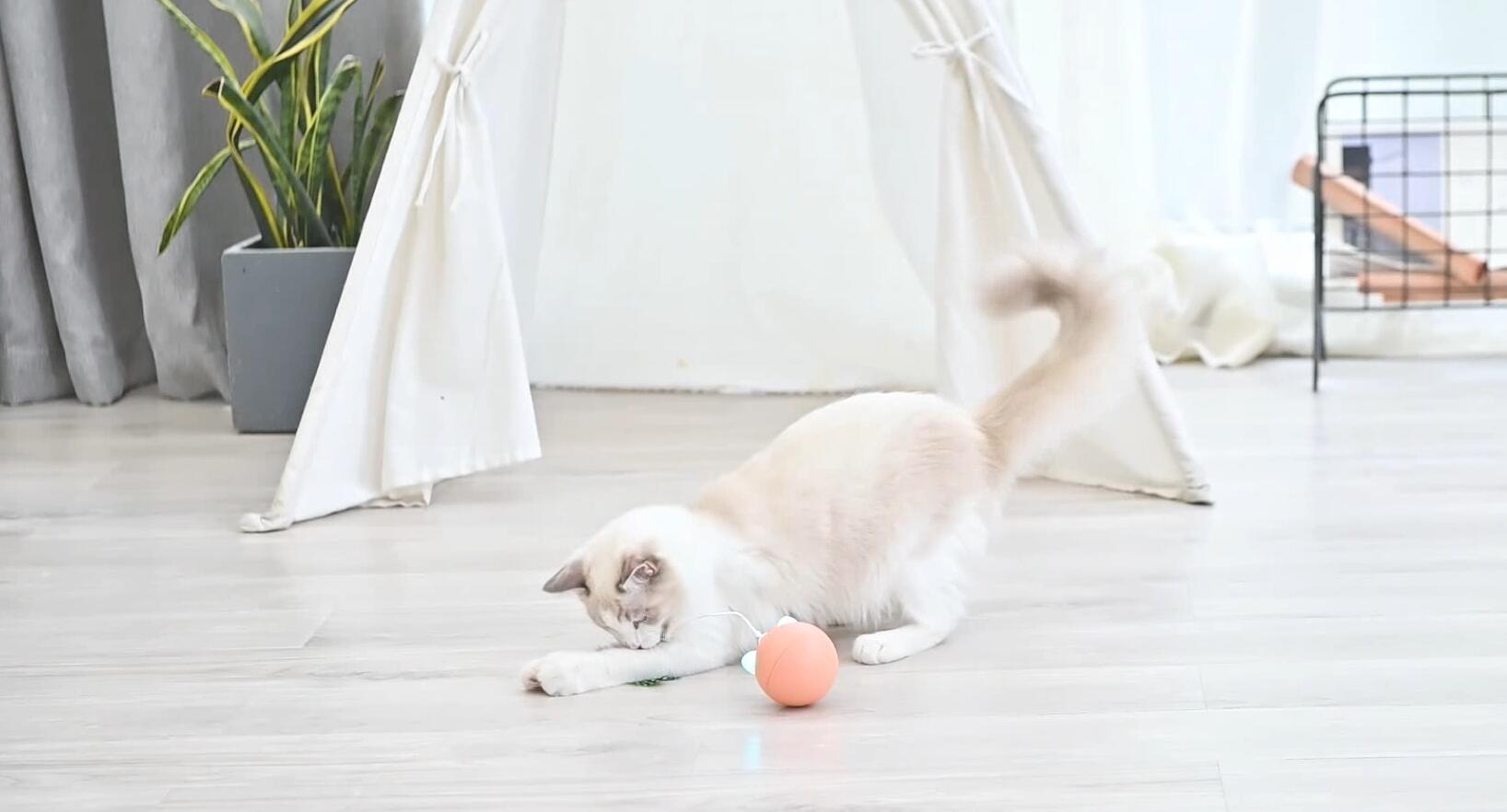 Watch BENTOPAL interactive cat toy feather toys Model P02 on Amazon Live