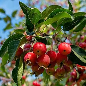 Amazon.com : 2 Roselow Crabapple Plants Live, Crabapple Trees Live Plant for Planting 5-9 Inch ...