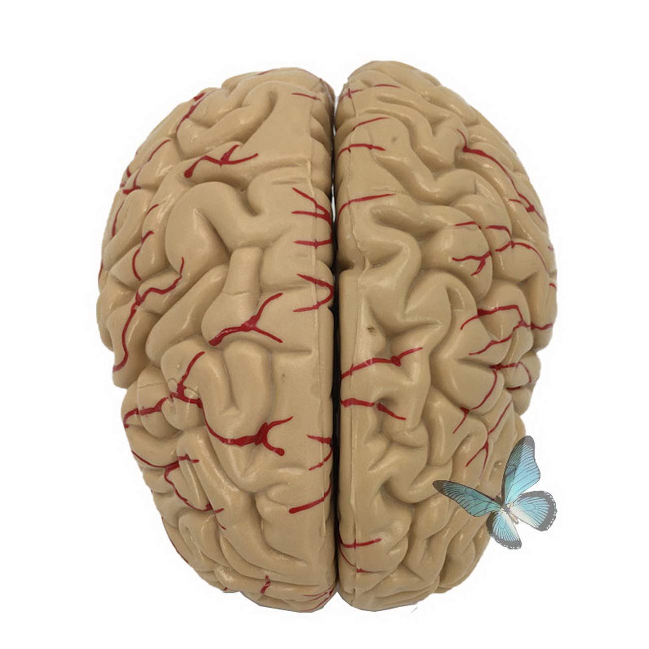 Buy Import Model Natural Brain Anatomy Model Cerebral Artery Anatomy ...