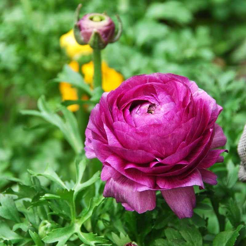 Snapklik.com : Ranunculus Bulbs For Fall Planting, Pack 25 Purple ...