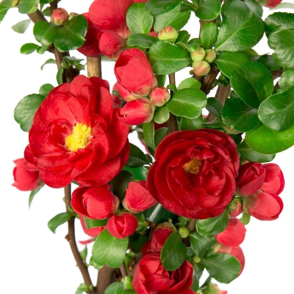 Chaenomeles Speciosa Scarlet Storm (PBR) | Flowering Quince | 3 Litre ...