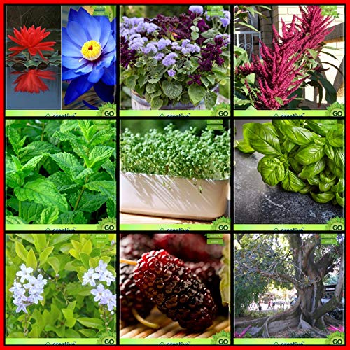 Creative Farmer Seeds And Plants Combo Flower Seeds and Tree Seeds ...