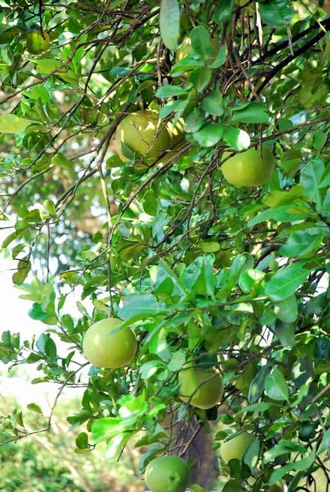 Creative Farmer Rare Grafted Sweet Pomelo Citrus " Kambili Naranga ...