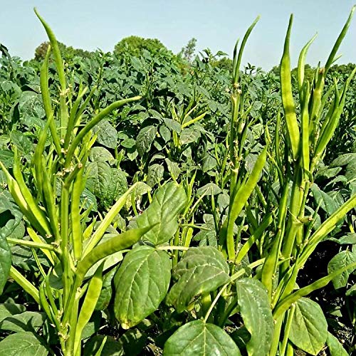 Planthub Cluster Bean, Lond Bean,Guar, Cyamopsis tetragonoloba ...