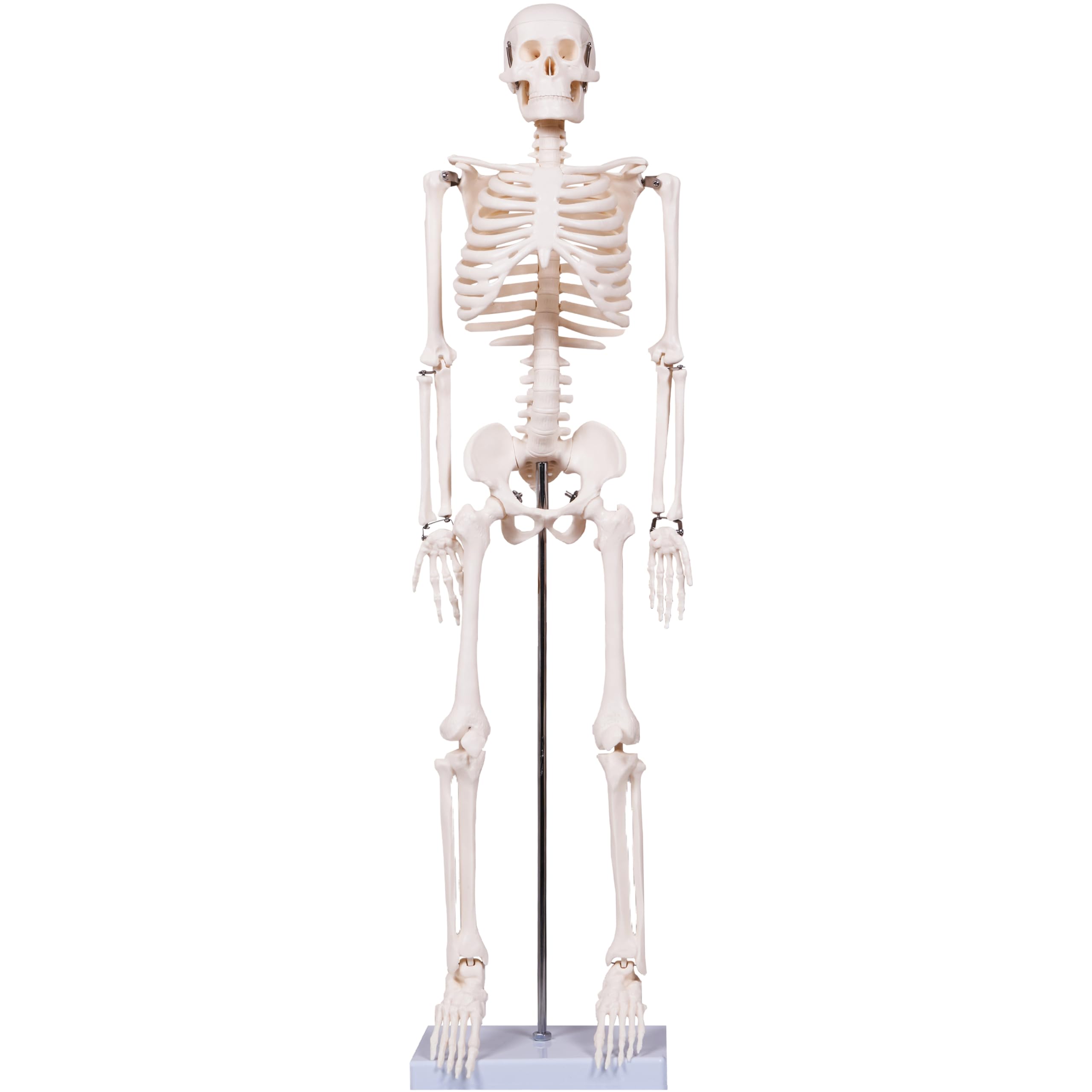 Buy breesky Scientific Human Skeleton Model for Anatomy, 33.4 ...