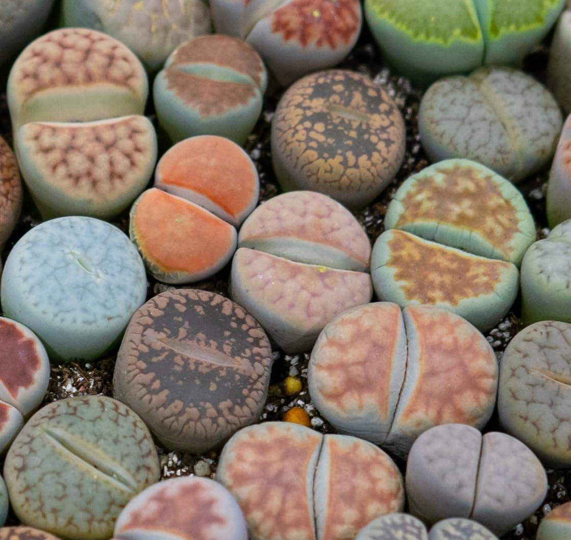Amazon.com : Lithops Live Plants Assorted Colorful Mix of 1/3/5/10/20 ...