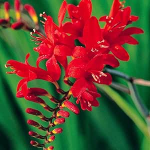 Amazon.com : UIOTER 25 Red Crocosmia Bulbs for Growing Indoor Outdoor ...