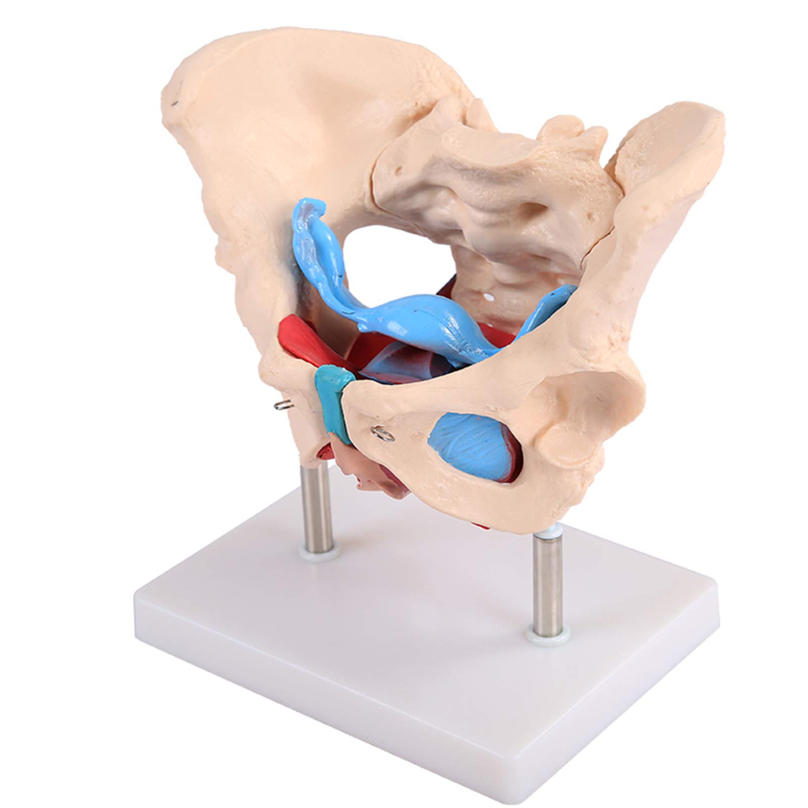 Buy BLLD Female Pelvic Skeleton Anatomical Model, Female Pelvis with ...