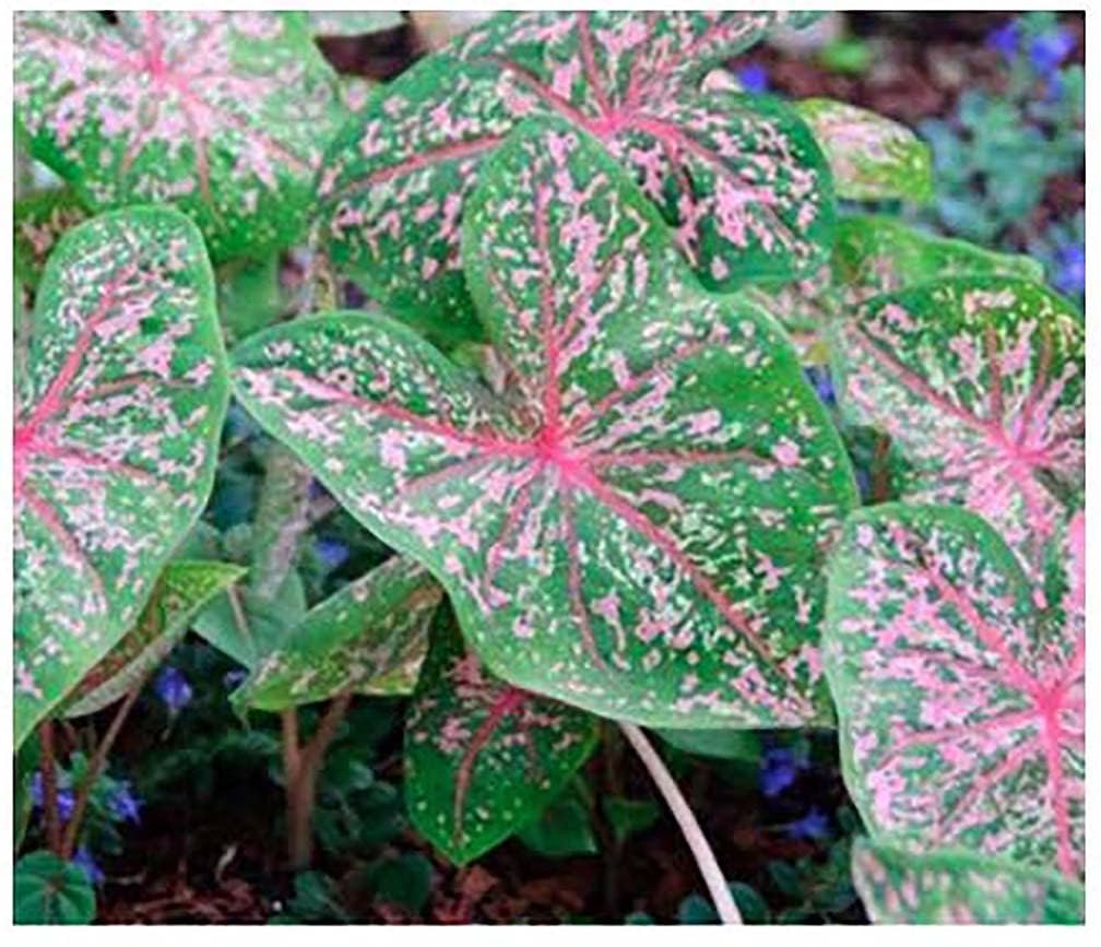 Amazon.com : Pink Beauty Caladium - One Top Size Bulb - Gorgeous Pink ...