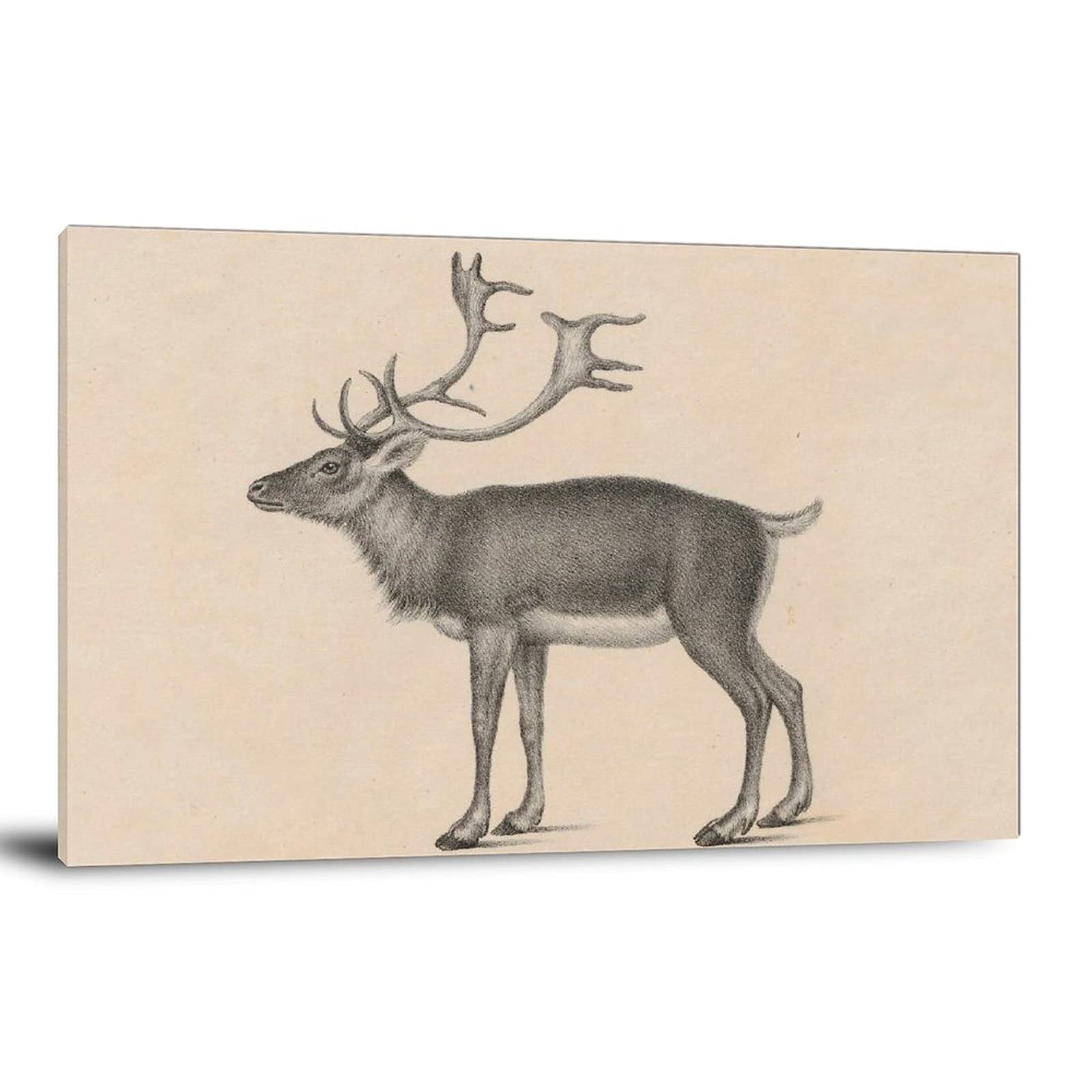 Reindeer Pencil Drawing