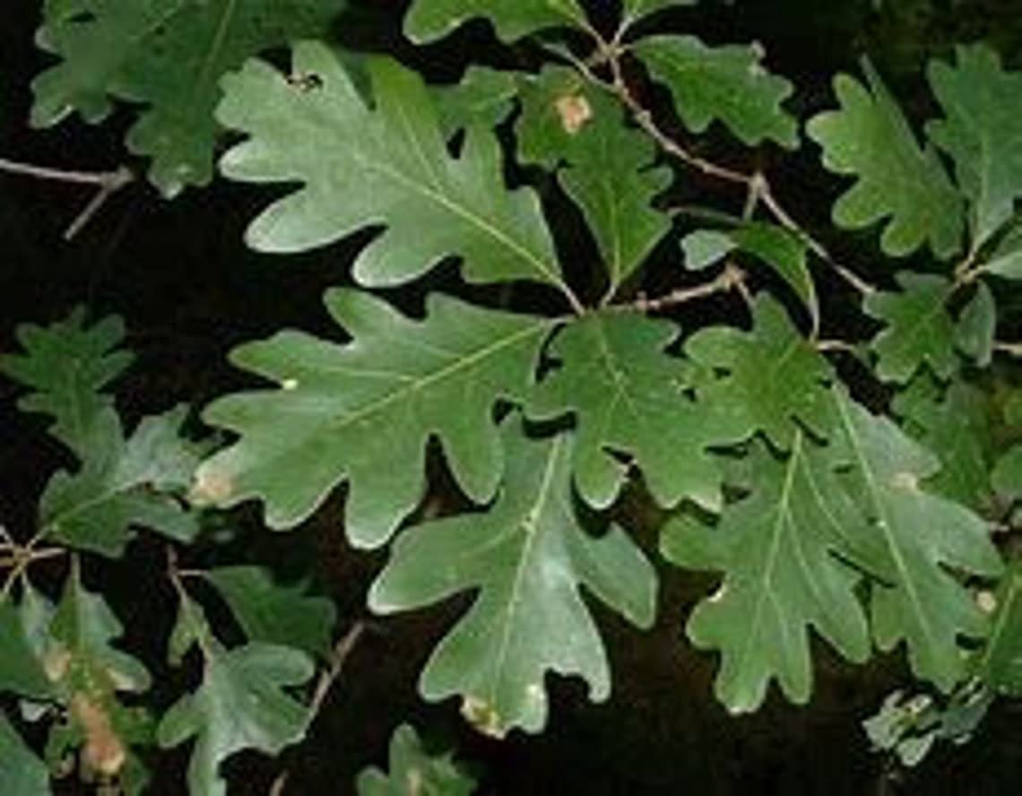 White Oak Tree Leaves