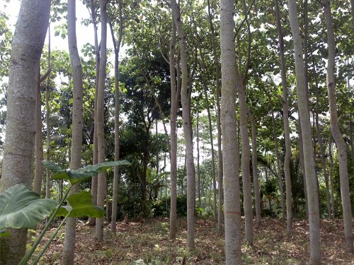 Buy Balsa Wood Tree 10 - Ochroma pyramidale -Tropical Online at ...