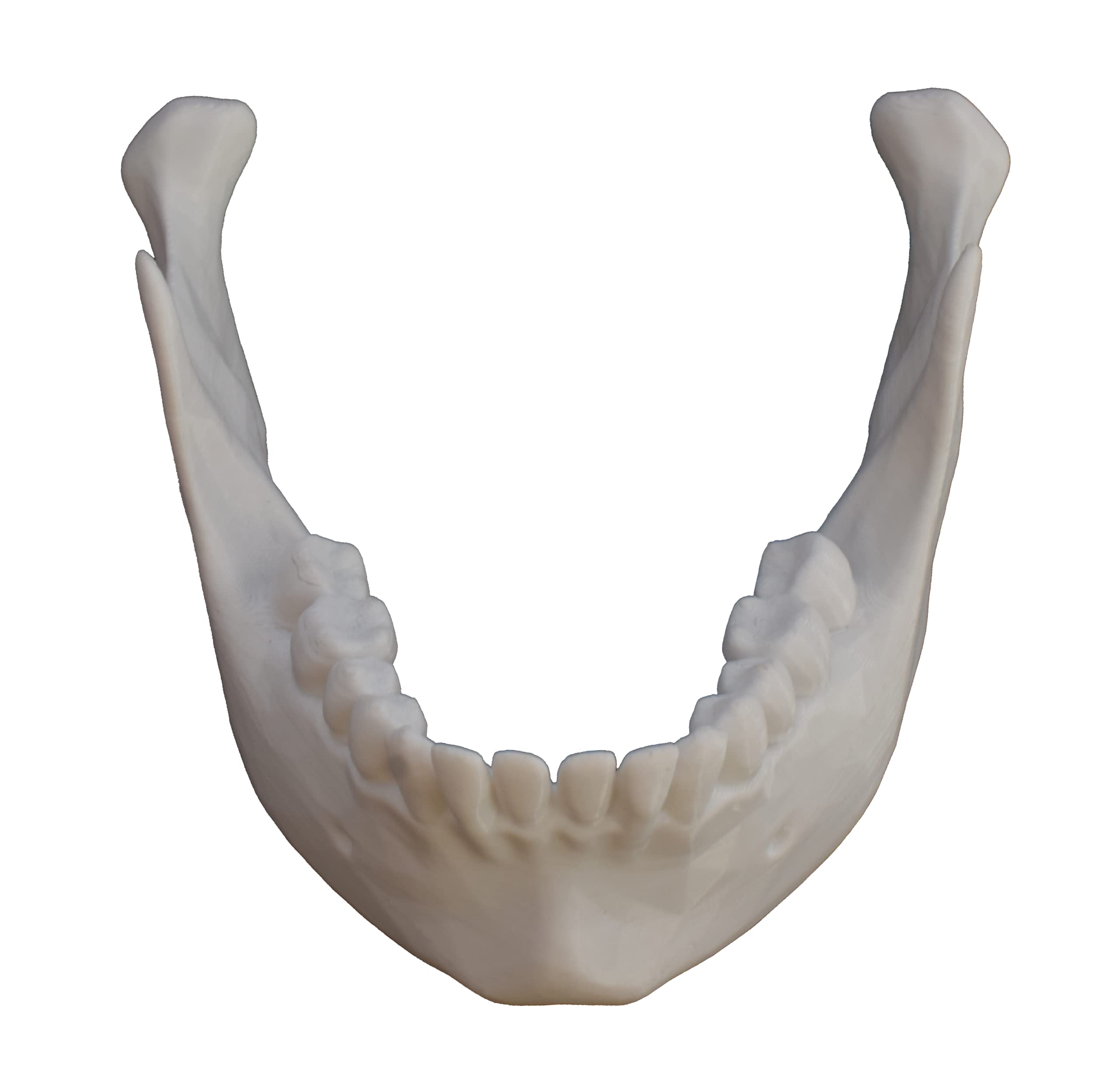 Mandible bone 3D Printed PLA Plastic Human Teeth Lower jaw Bone ...