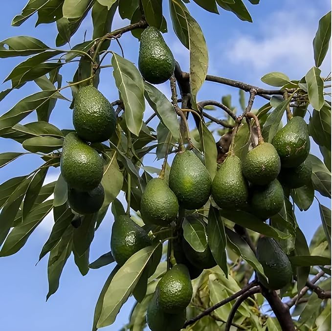 TENDER LEAVES High Yielding "Fuerte Avocado/alligator pear"Clone Type ...