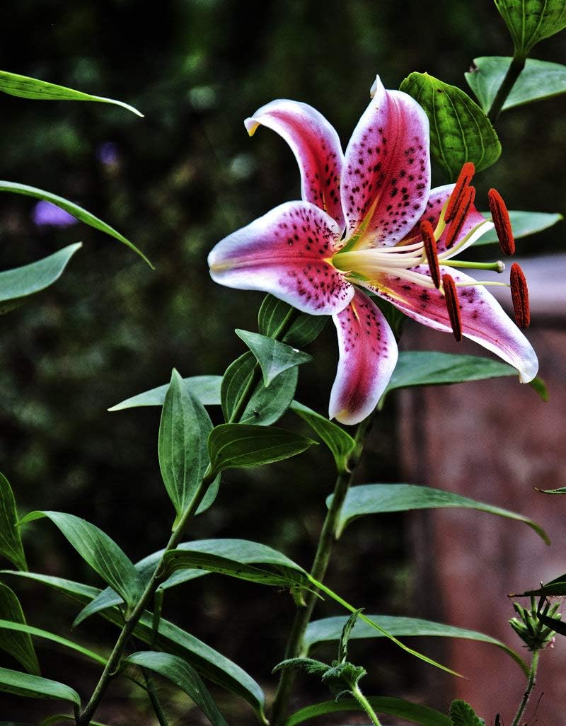 Amazon.com : 5 Uchida Rubrum Lilium/Wild Lily of Japan Bulbs- End of ...