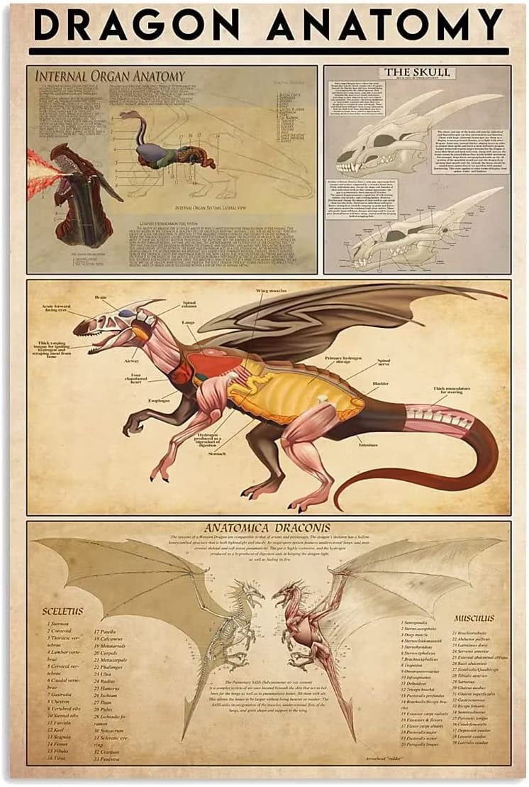 Dragon Anatomy Organs