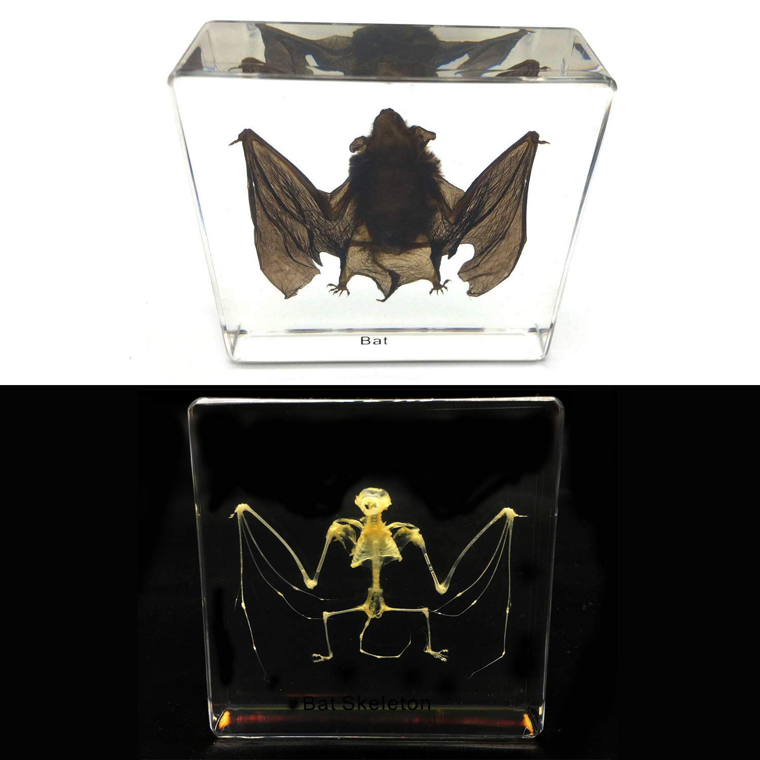 2 PCS Taxidermy Real Bat and Bat Skeleton Specimens Science Classroom ...