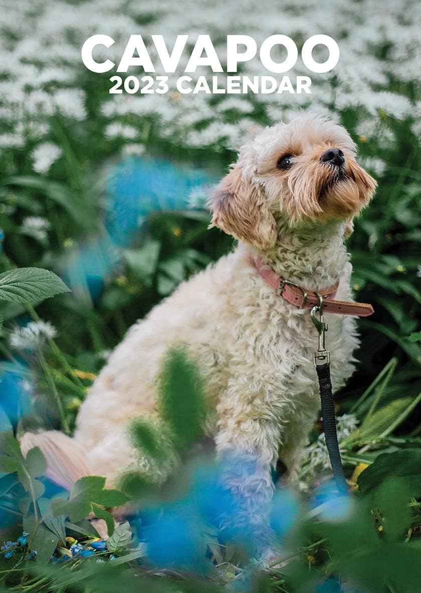 CAVAPOO 2023 Calendar : Amazon.co.uk: Stationery & Office Supplies