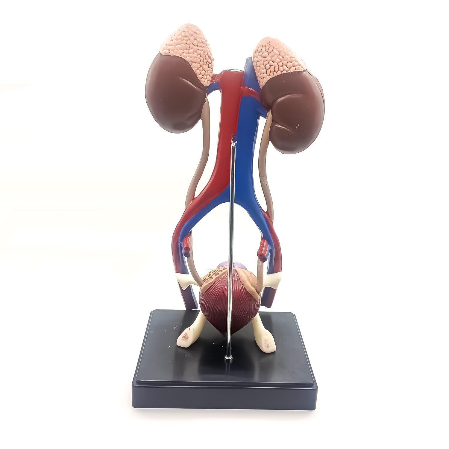 Buy Premium Human Kidney Bladder Model with Arteriovenous Urinary ...