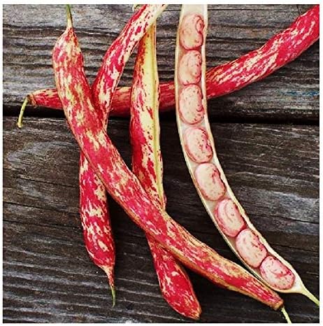 Amazon.com: Tongue of Fire Bean Seeds - 20 Large Bean Seeds - Marde ...