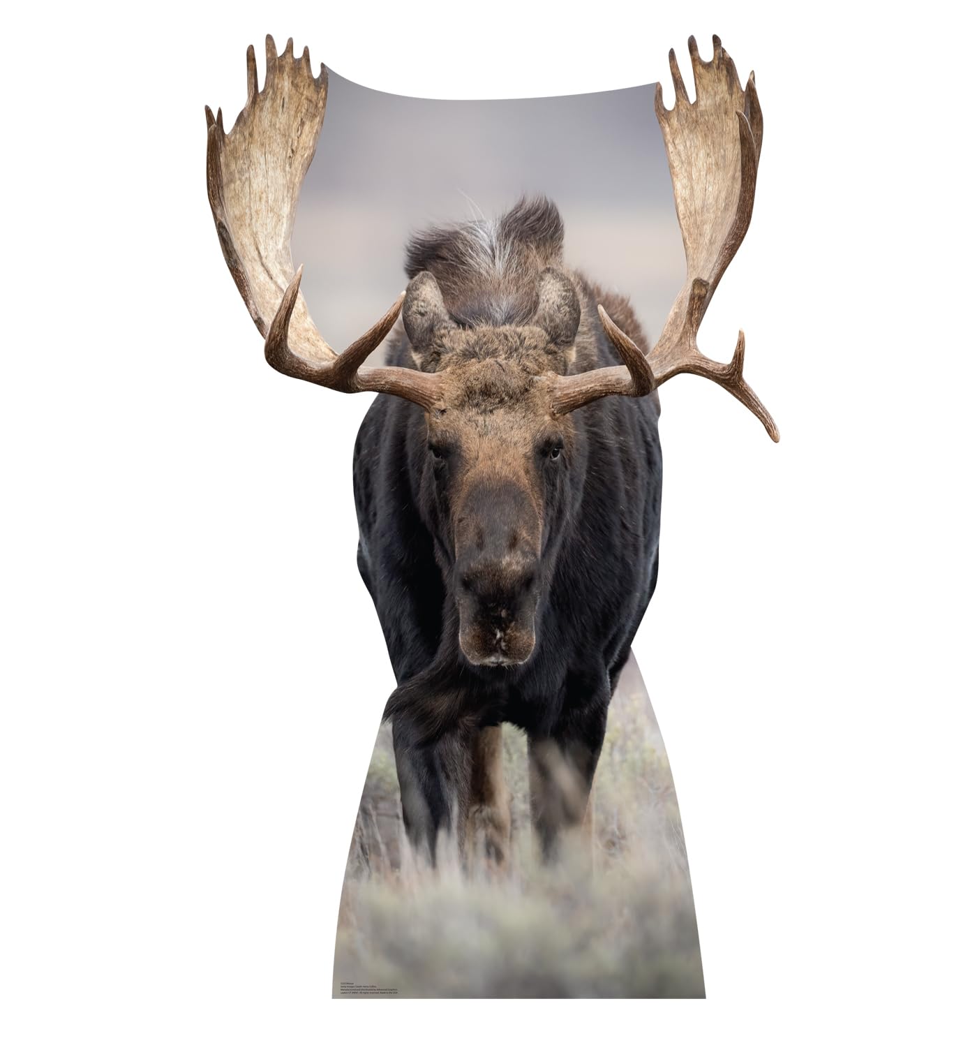 Amazon.com: Cardboard People Moose Life Size Cardboard Cutout Standup ...