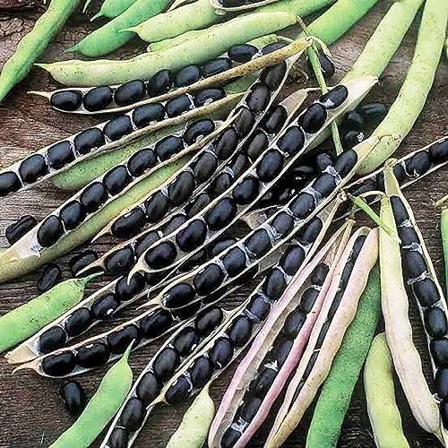Amazon.com: CHUXAY GARDEN Black Turtle Bean Seed 300 Seeds Edible ...