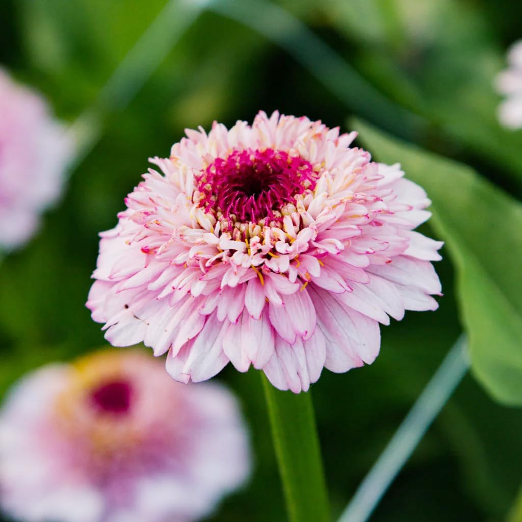 Amazon.com : 50+Zinnia Zinderella Lilac Flower Seeds for Planting ...