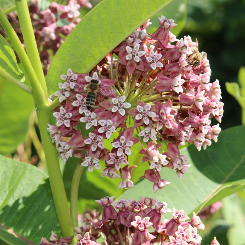 Amazon.com : 2 Broadleaf Milkweed Plants, Butterfly Milkweed Plants ...