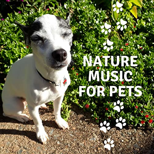 Play Nature Music for Pets: Birds, Water Sounds, Forest, Wind by Pet ...