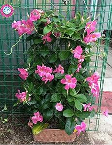 100pcs / Bag Climbing Semi Mandevilla Sanderi, Dipladenia Sanderi Semi ...