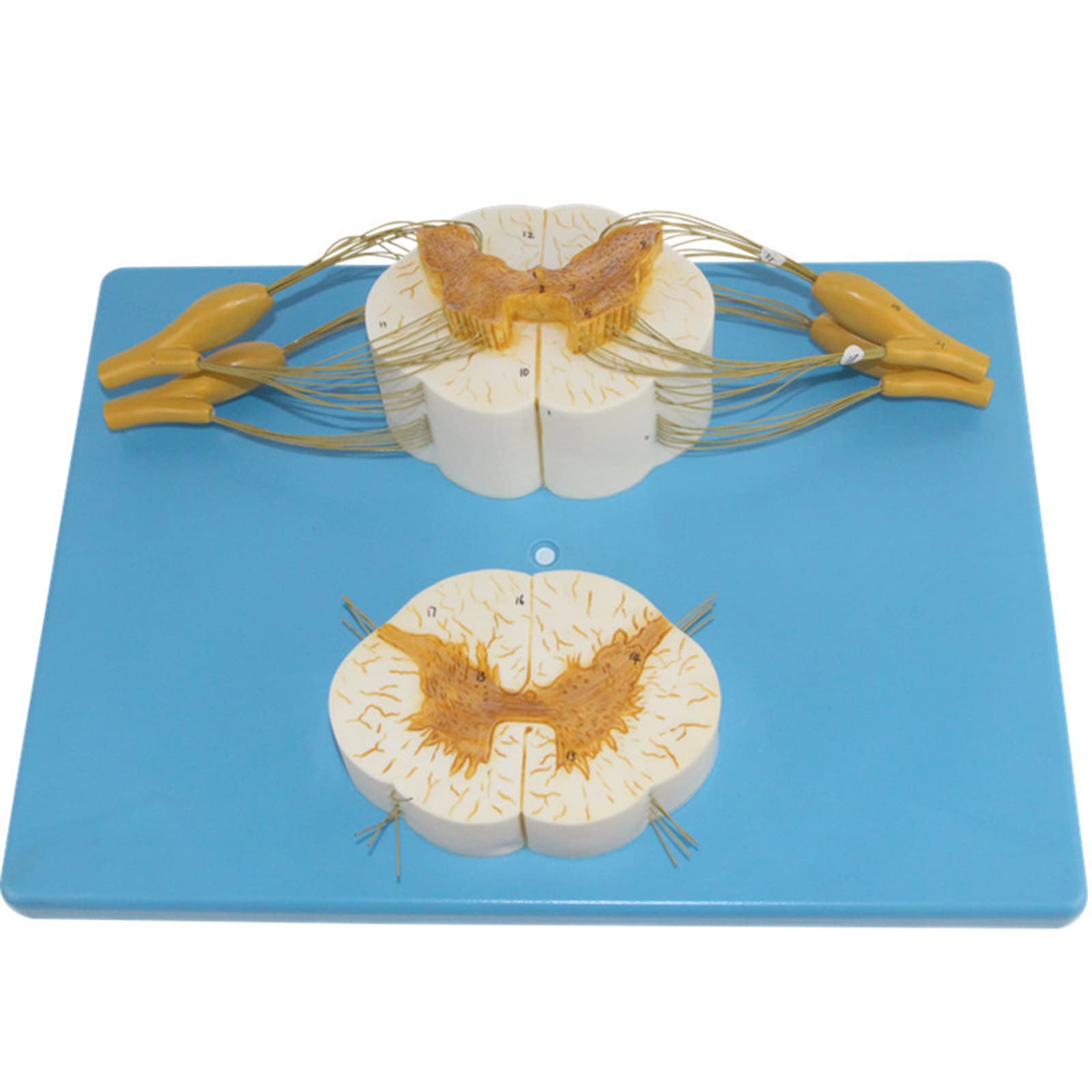 Buy WSXKA d Spinal Cord Model, 8X Life Size Nerves Plus Anterior and ...