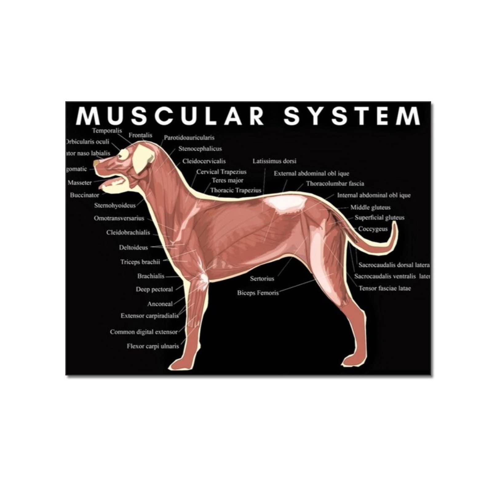 Anatomía Muscular Animal
