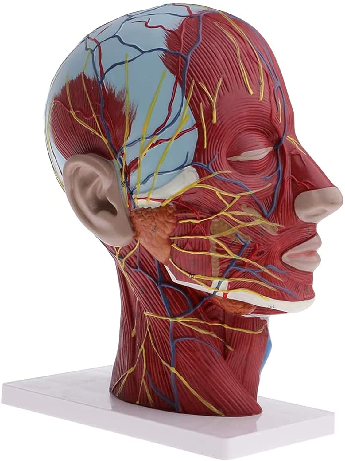 Buy Human Body Model Anatomical Medical Human Head Neck Model,Anatomy ...