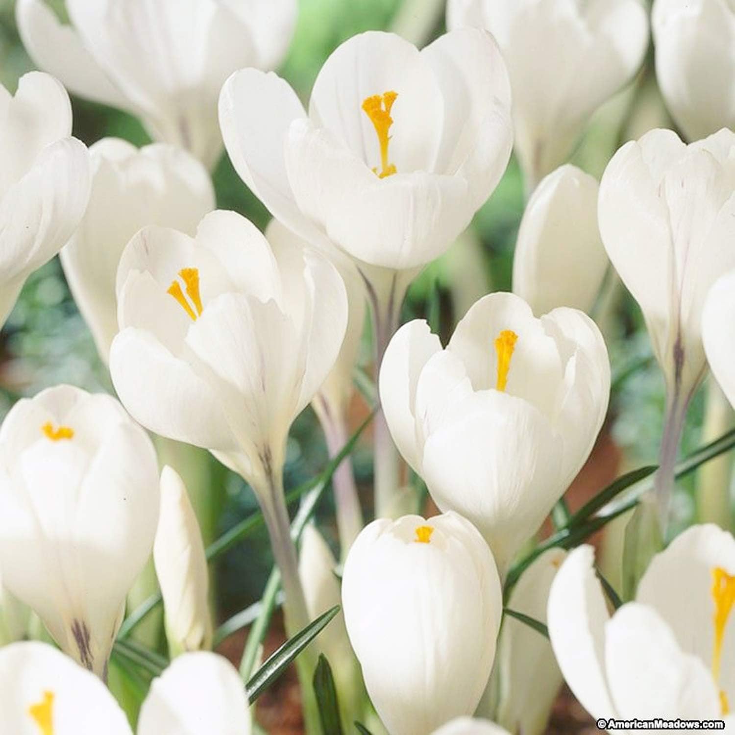Amazon.com: UtopiaSeeds 10 White Crocus Corms - Spring Blooming ...