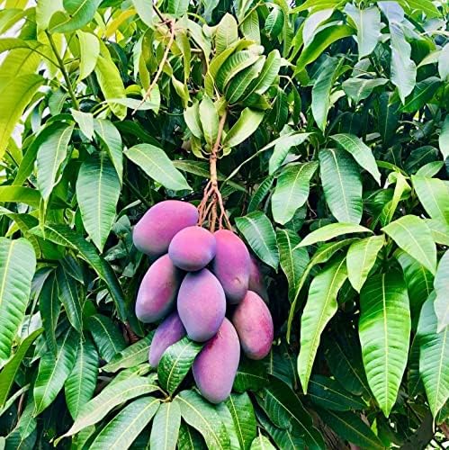 Grafted Mango Tropical Fruit Tree 12"-24" Palmer