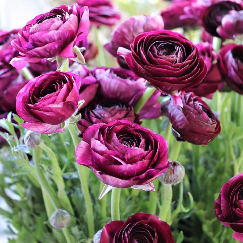 Snapklik.com : Ranunculus Bulbs For Fall Planting, Pack 25 Purple ...