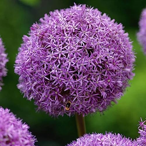 Bulbi Allium → Classifica dei Più Venduti Online 2023