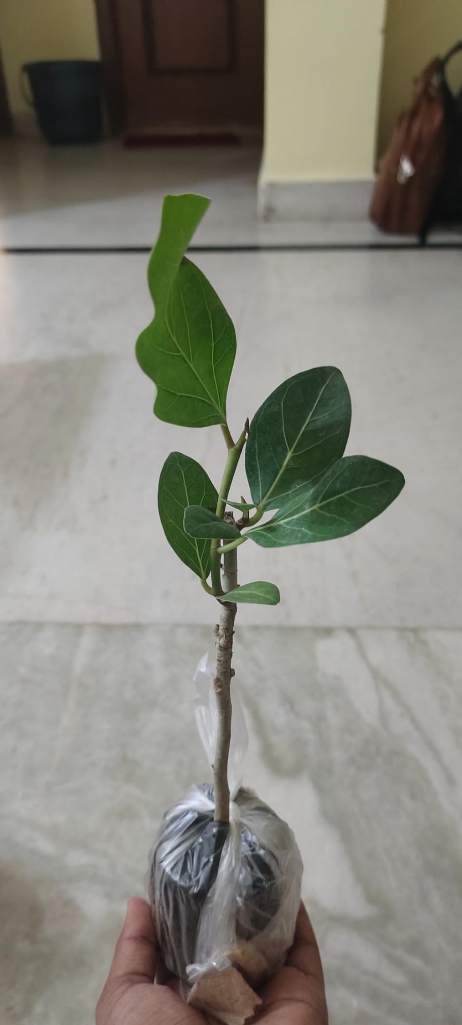 MVKR Live Ficus Benghalensis Plant - Banyan Tree - Bargad Plant ...