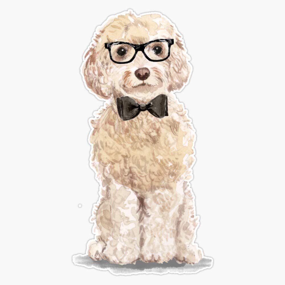 Amazon.com - Champagne Cockapoo Sticker Vinyl Waterproof Sticker Decal ...