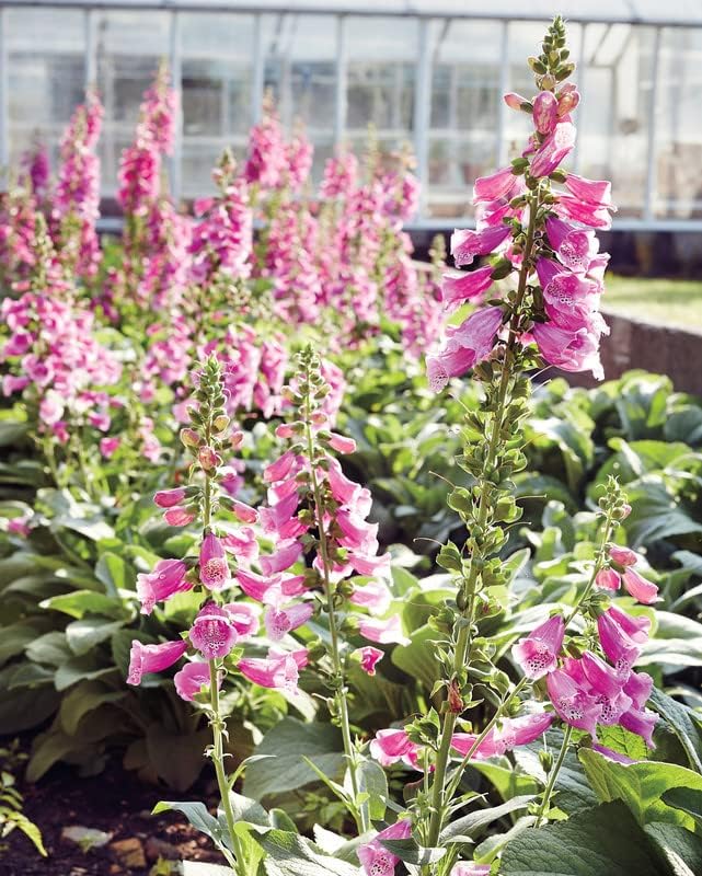 Amazon.com : 6 Foxglove Purple Flower Live Root for Planting, Foxglove ...