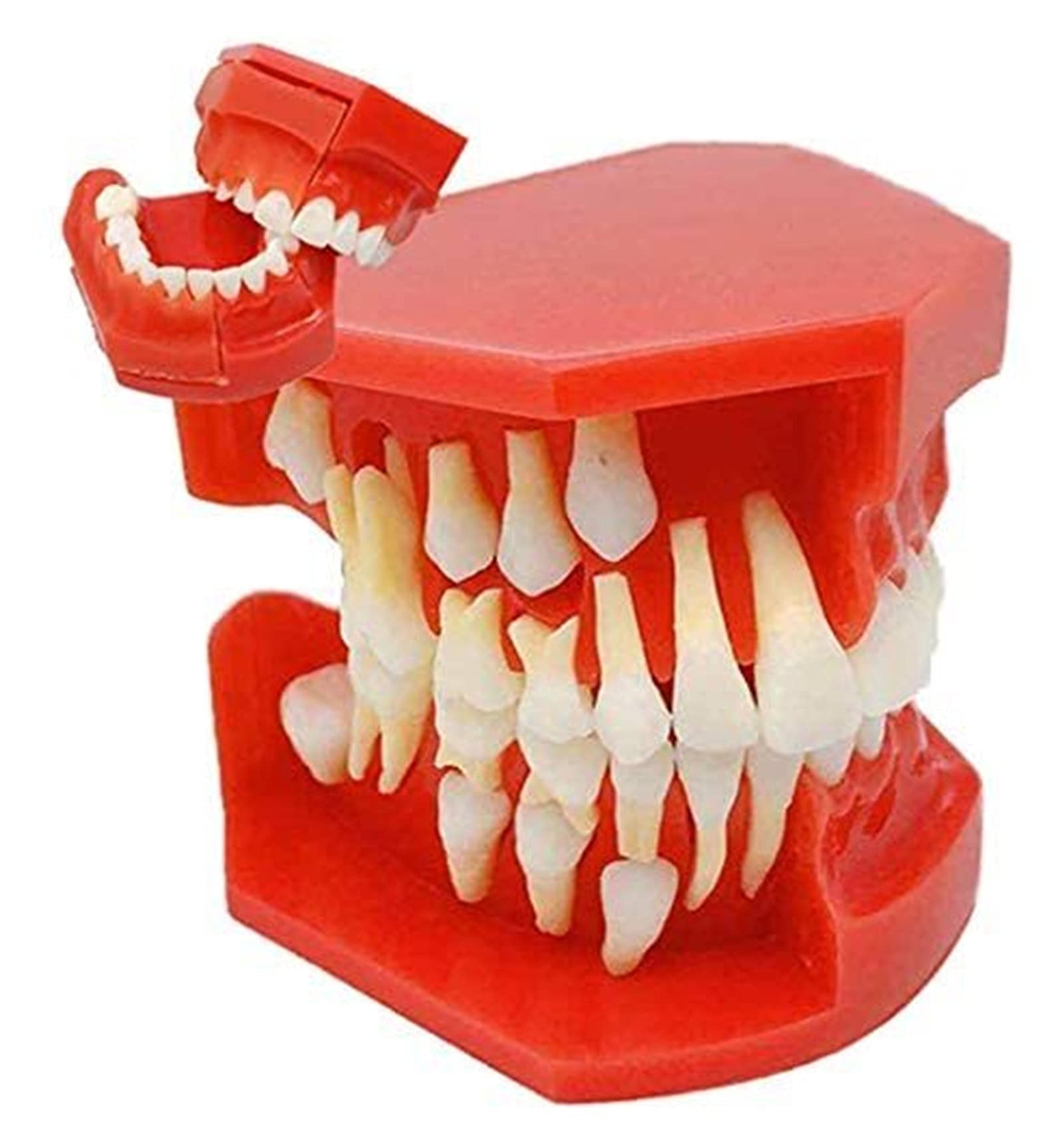 Buy human organ model Dental Teeth Model - Alternating Primary Teeth ...