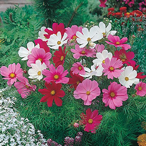 Creative Farmer Flower Seeds : Brahmaand Phool Cosmos For Containers ...