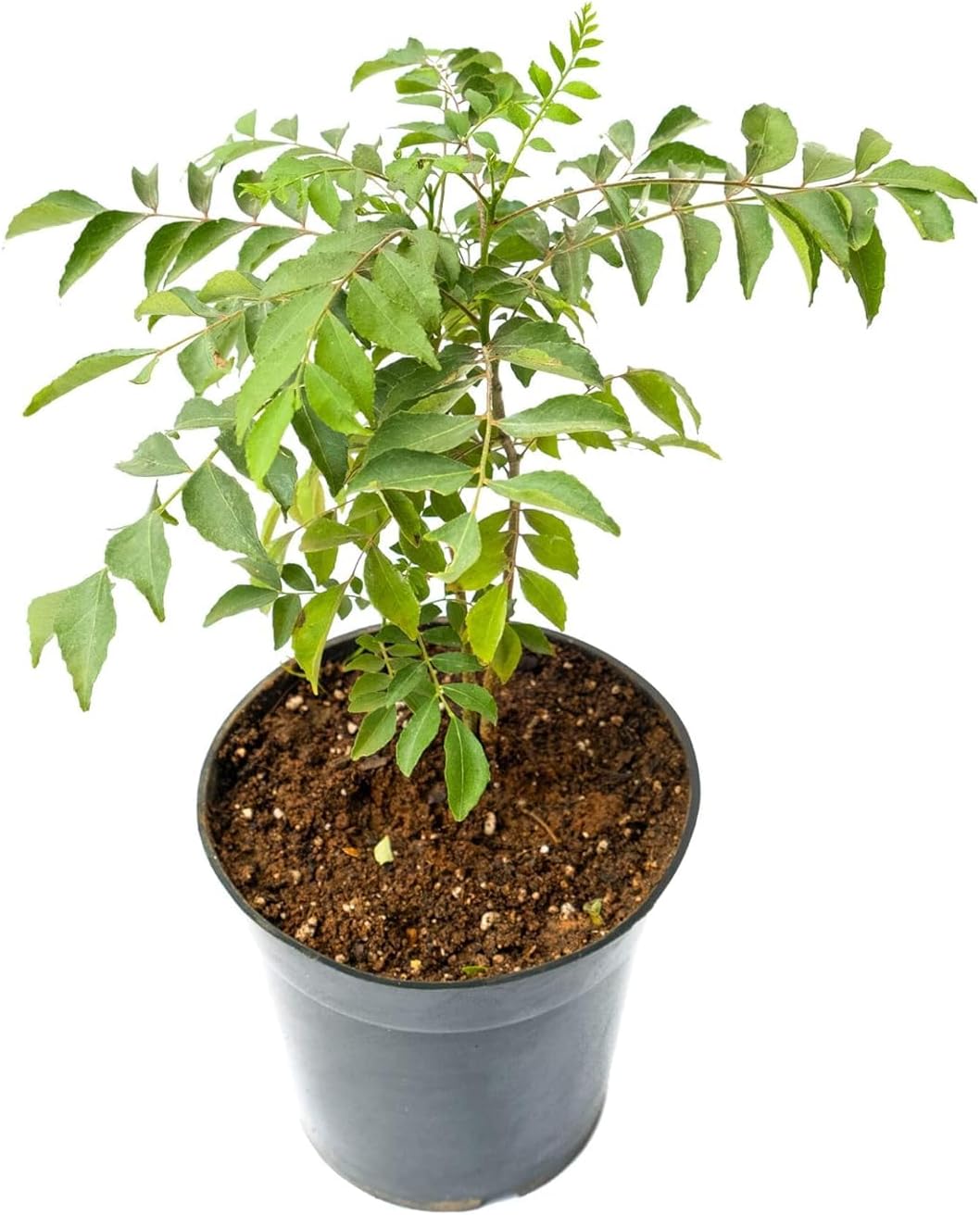 Curry Leaf Tree/Kadi Patta Plant without Pot height 8'' to 10'' inch ...