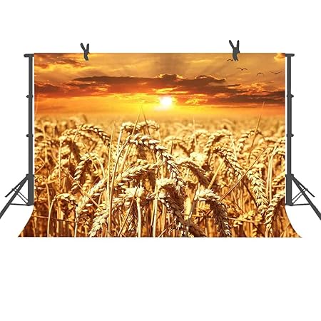 Amazon.com : Wheat Field Backdrop Autumn Farm Golden Field Sky White ...