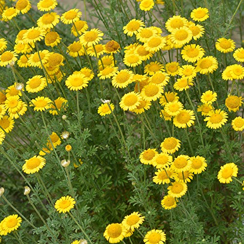 Argyranthemum frutescens - How to grow & care