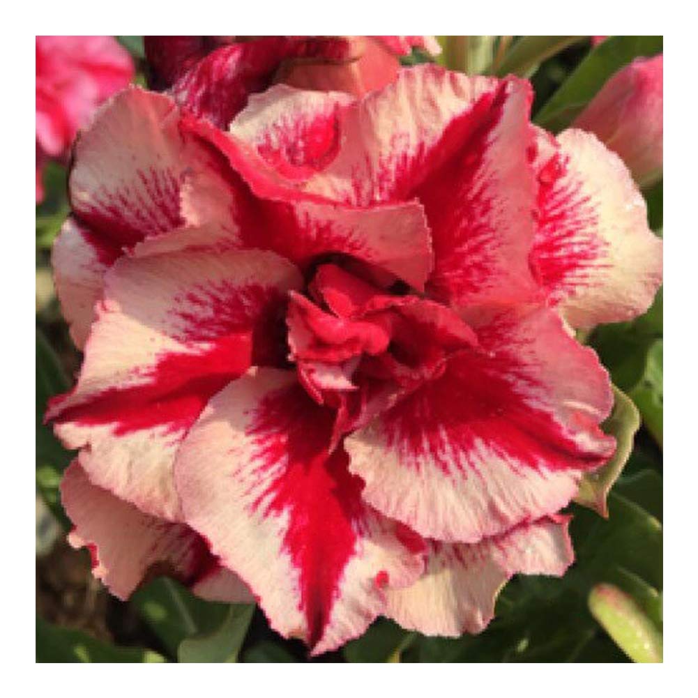 Buy Rare Adenium Obesum, Double Flower, Grafted Mature , Easy Care ...