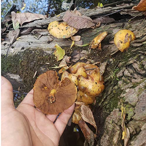 Amazon.com: Magic Mycology : Eric Hensley: Audible Books & Originals