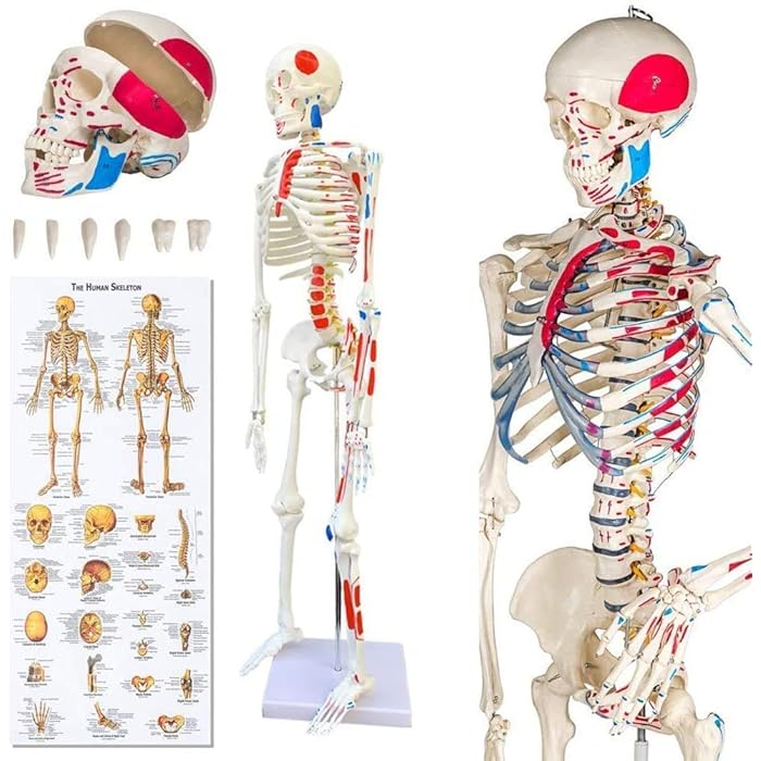 Buy WERYU Anatomy Model, 85CM- Skeleton Skeleton Anatomical Model Human ...