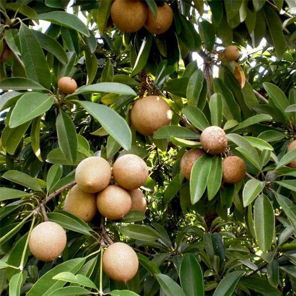 Manju Nursery Sweet Chiku Sapodilla Chikku Ciku Fruit Plant Chikku ...